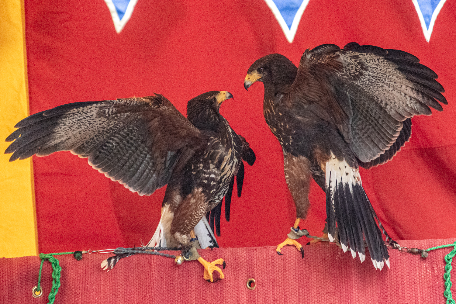 stage fauconnerie paris ile de france