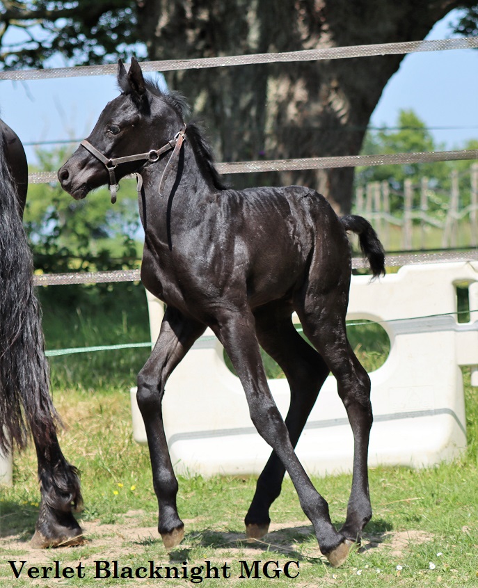 élevage Arabo Frison chevaux Arabo Frison Arabo Frison à vendre